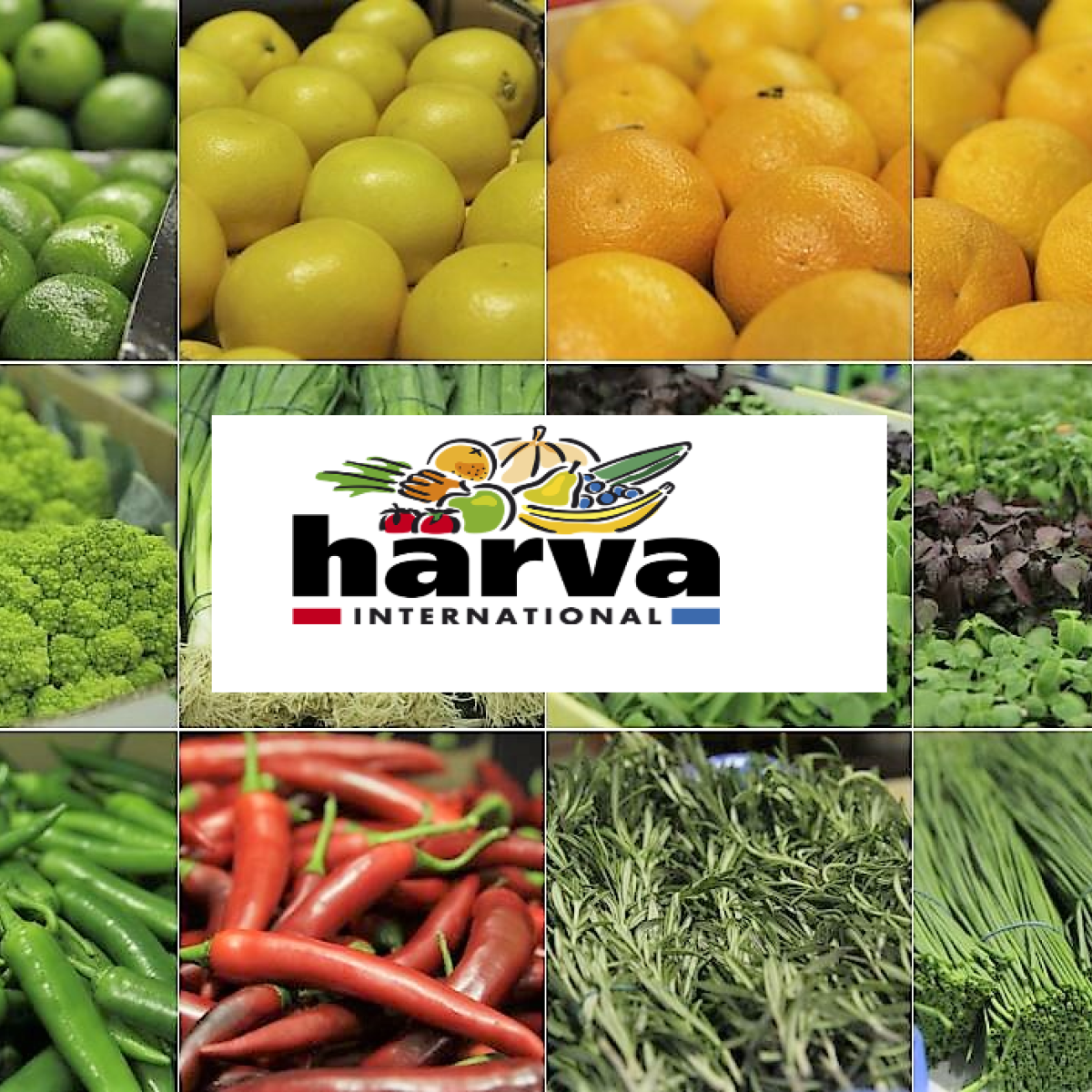 Harva International te Waddinxveen | Led & Solar Solutions